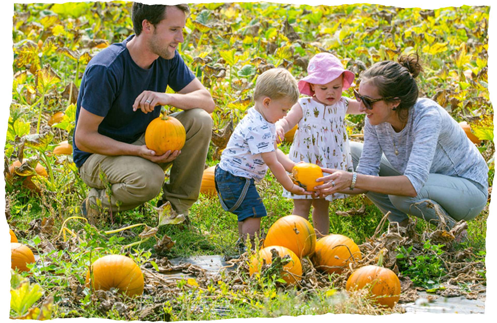 Pumpkin Patches – EcoVibe